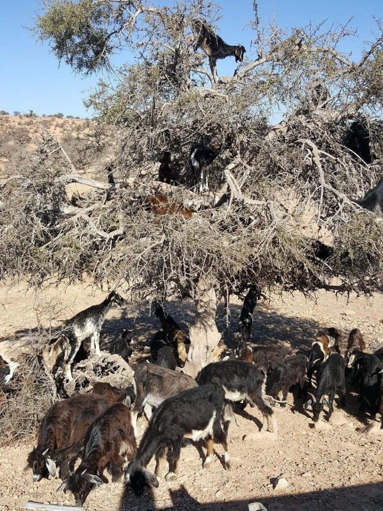 Explore from Home to Craft Your Moroccan Adventure